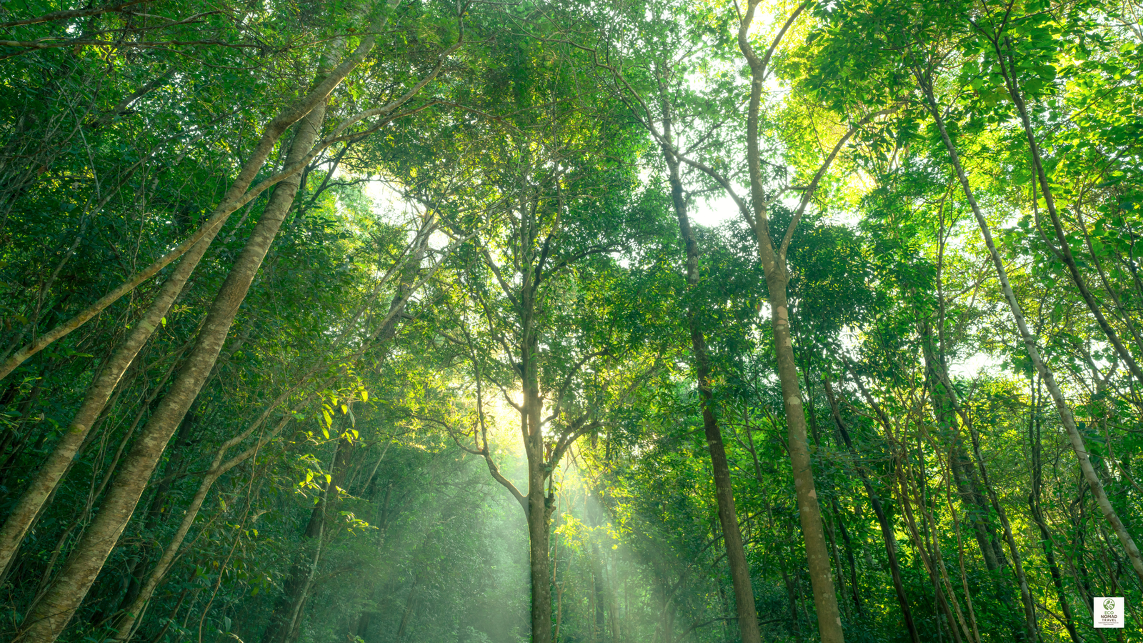 Best Carbon Offset Programs for Travelers 2025